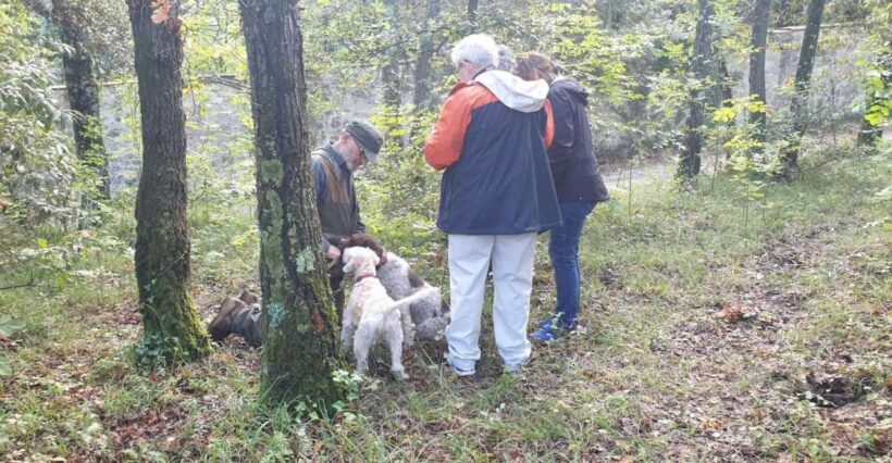 From Florence: Truffle Hunt and Lunch in the Countryside - Who Should Consider This Tour?