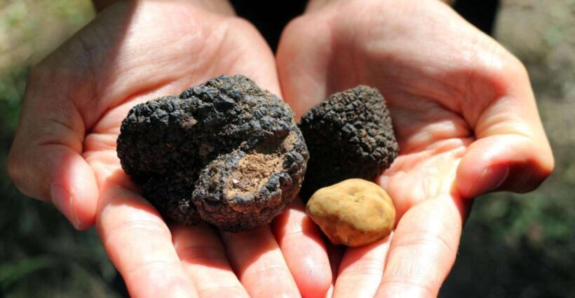 From Florence: Truffle Hunting with Lunch & Transportation - Authentic Experiences Make a Difference