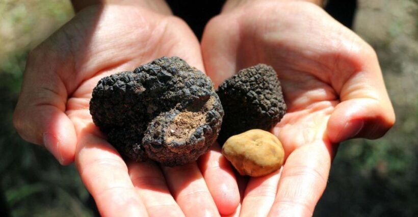 From Florence: Truffle Hunting with Lunch & Transportation - Final Thoughts