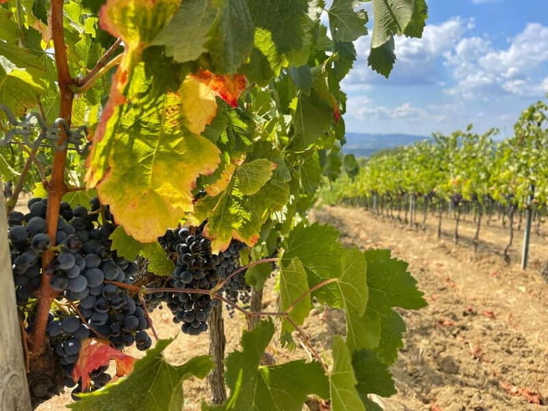 From Florence: Tuscany & San Gimignano Tour with 2 Tastings - Practical Details and Tips for Travelers