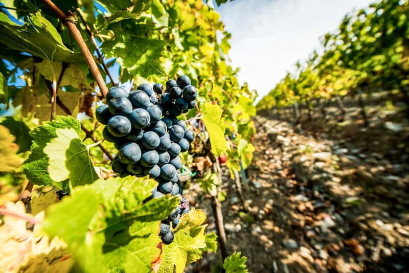 From Florence: Tuscany Wine & Food Tour with Guide - Key Points