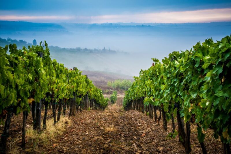 From Florence: Wine Tasting and Dinner in Chianti Vineyards - Discovering the Chianti Region: A Perfect Tuscan Escape