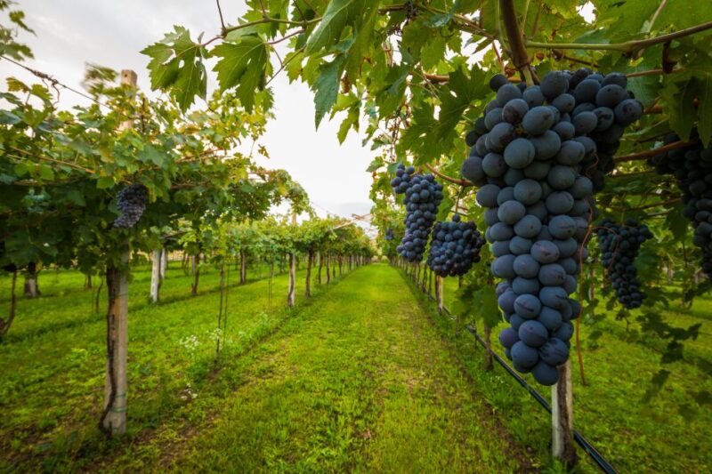 From Florence: Wine Tasting and Dinner in Chianti Vineyards - The First Winery: An Intimate Family Run Estate