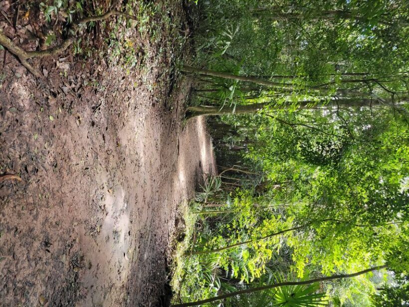 From Flores: Tikal VIP Exclusive cultural Tour All inclusive - Frequently Asked Questions