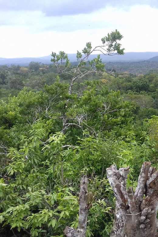 From Flores: Yaxha Ruins Guided Tour - Key Points