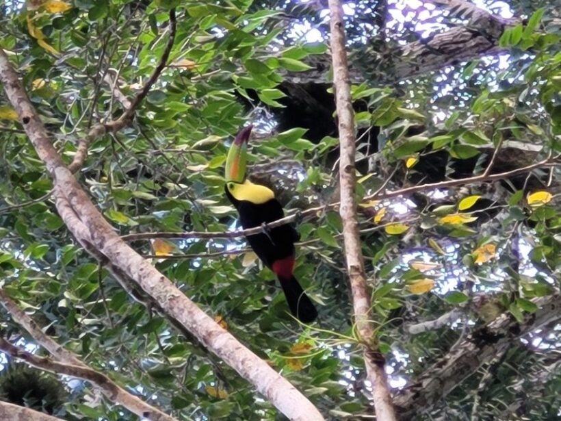 From Flores: Yaxha VIP Exclusive Cultural Tour All Inclusive - Final Thoughts