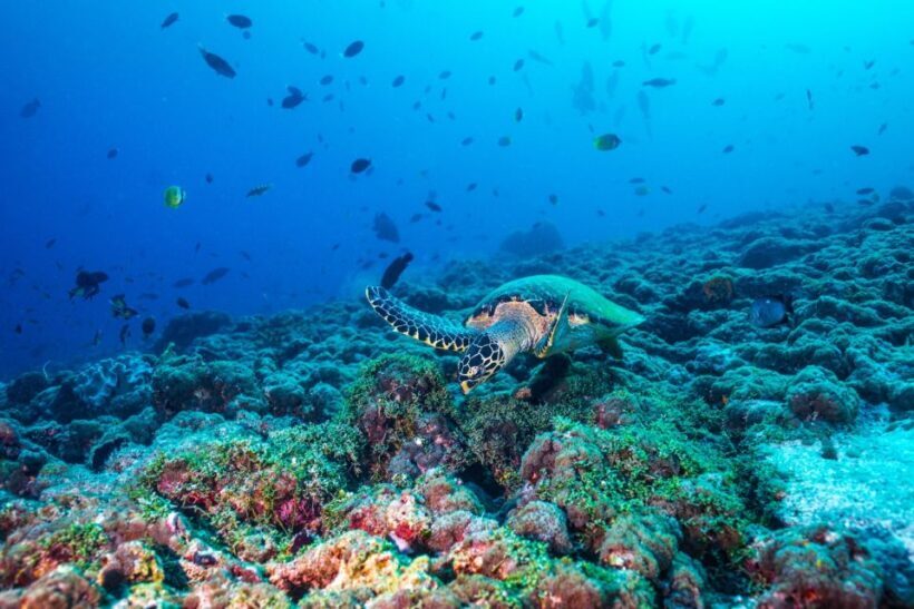 From Fort Lauderdale: Bimini Island Day Trip by Ferry - Who Should Consider This Tour?