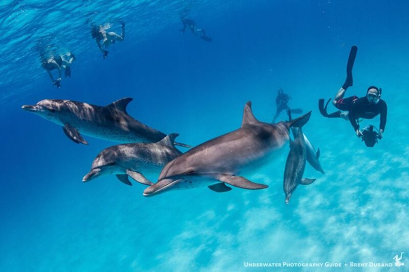 From Fort Lauderdale: Bimini Island Day Trip by Ferry - Detailed Breakdown of the Itinerary