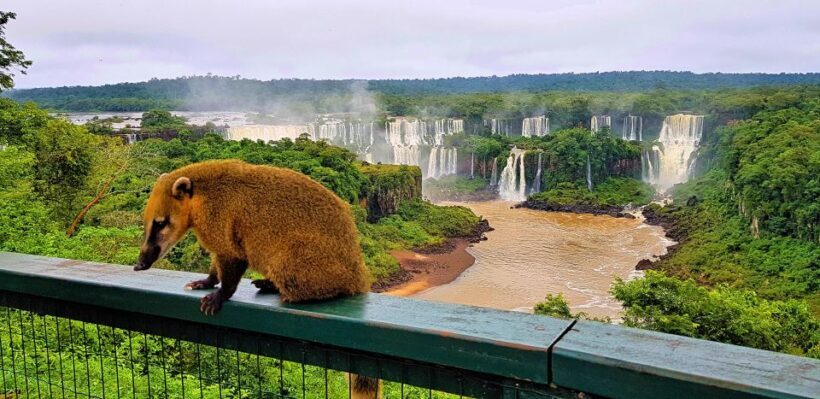 From Foz do Iguaçu: Brazilian Side of the Falls with Ticket - Why This Tour Offers Good Value