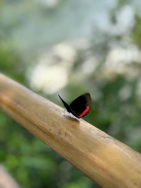 from Foz do Iguaçu: Private Tour on Iguaçu Falls - Key Points