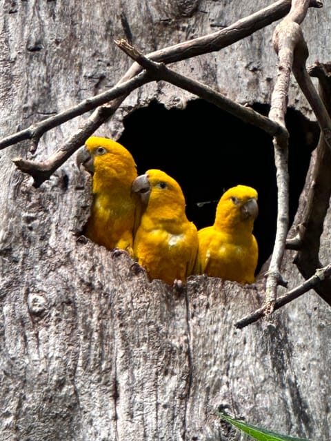 from Foz do Iguaçu: Private Tour on Iguaçu Falls - The Sum Up
