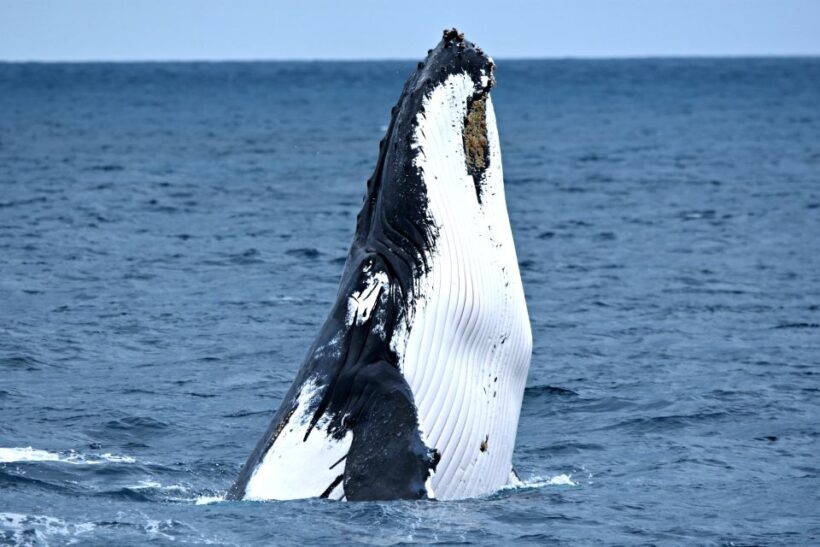 From Fremantle: 2-Hour Luxury Whale-Watching Cruise - The Experience: What to Expect on Your Whale-Watching Cruise