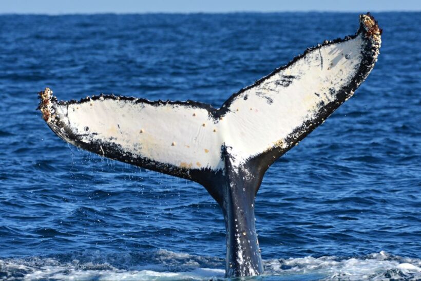 From Fremantle: 2-Hour Luxury Whale-Watching Cruise - Additional Practical Details