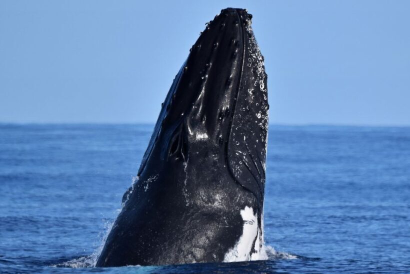 From Fremantle: 2-Hour Luxury Whale-Watching Cruise - Who Is This Tour Best For?