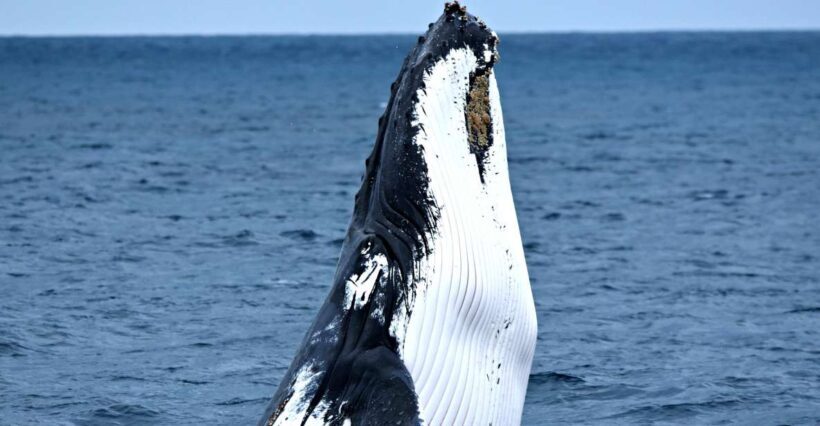 From Fremantle: 2-Hour Luxury Whale-Watching Cruise - The Sum Up: Who Should Consider This Tour?