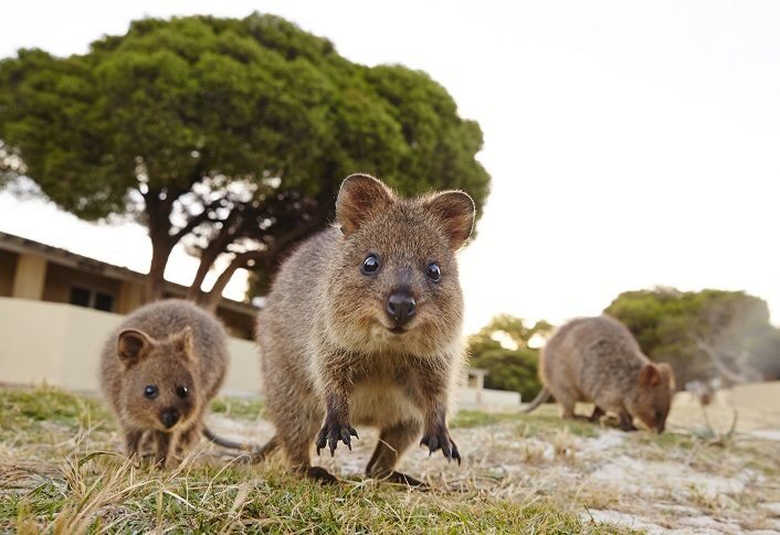 From Fremantle: Rottnest Island Ferry & Bus Day Tour - Key Points