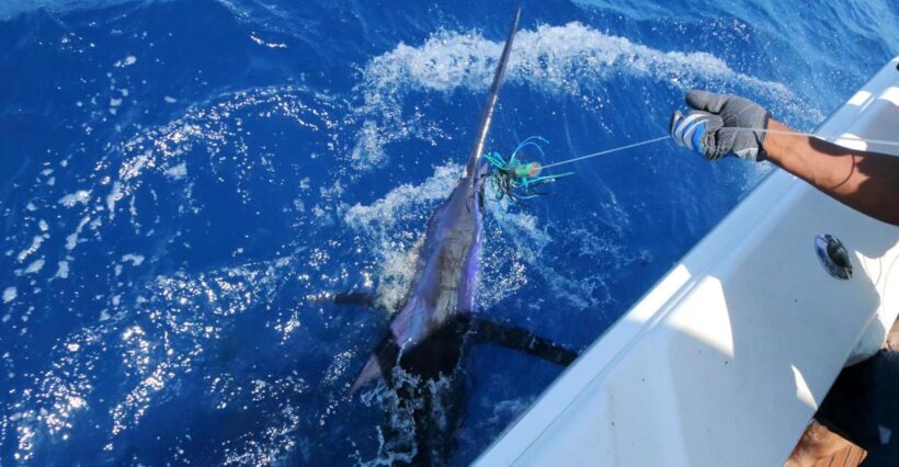 From Funchal : Big Game Fishing boat trip - From Funchal: Big Game Fishing Boat Trip – A Thorough Look