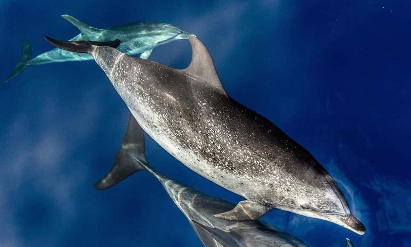 From Funchal: Ecological Catamaran Dolphin Whale Watching - Key Points