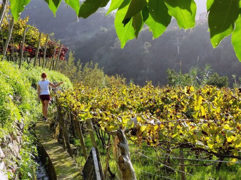 From Funchal: Full-Day Madeira Wine Tour with Lunch - A Detailed Look at the Tour Experience