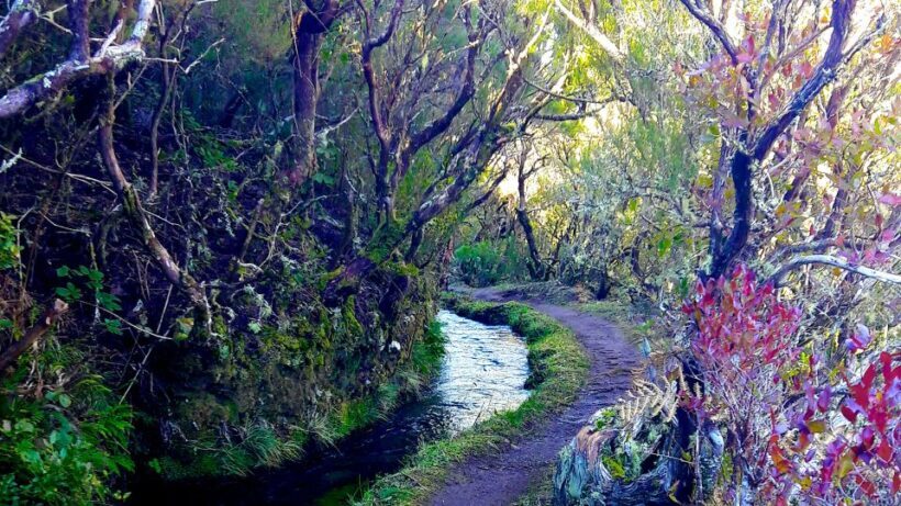From Funchal: Madeira Lakes Levada Guided Hike - Real Travelers’ Perspectives