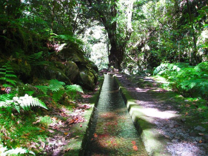 From Funchal: São Jorge Valleys Levada Walk - From Funchal: São Jorge Valleays Levada Walk – A Detailed Guide