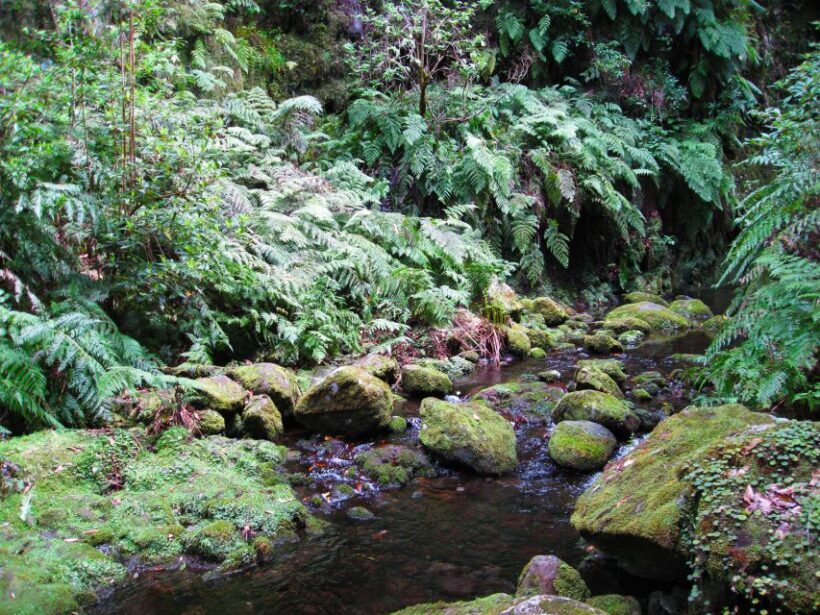 From Funchal: São Jorge Valleys Levada Walk - Key Points