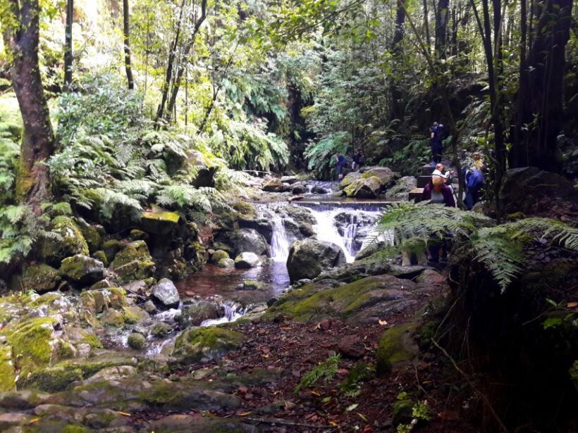 From Funchal: São Jorge Valleys Levada Walk - Authentic Traveler Insights
