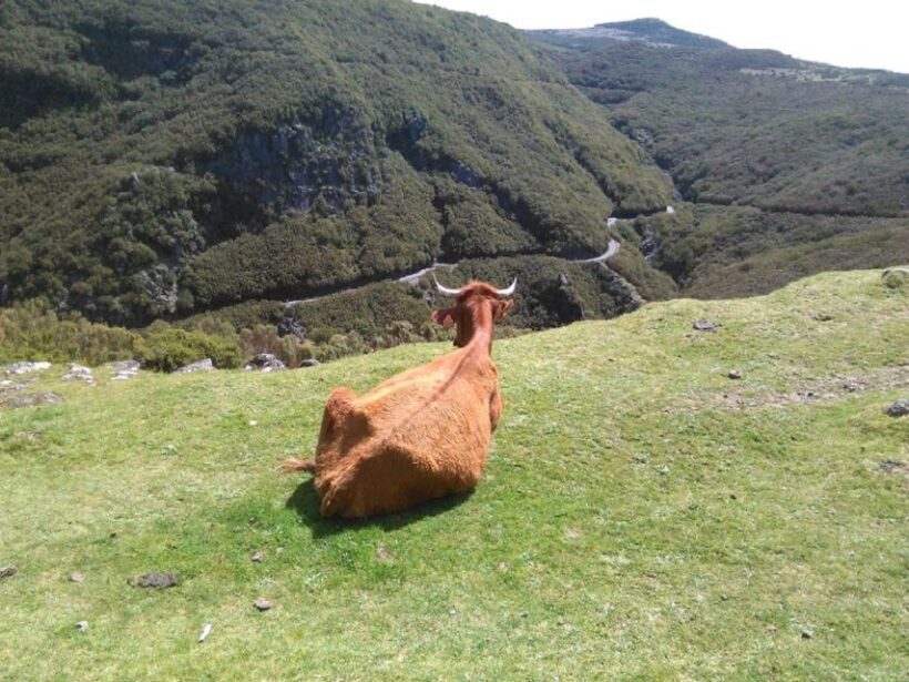 From Funchal: West Madeira and Laurel Forest Day Trip - Authentic Notes from Travelers