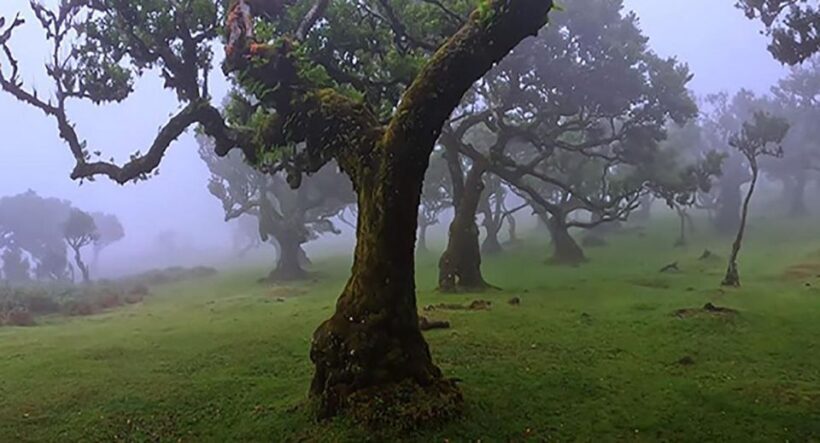 From Funchal: West Madeira Waterfalls and Fanal Forest Tour - The Sum Up