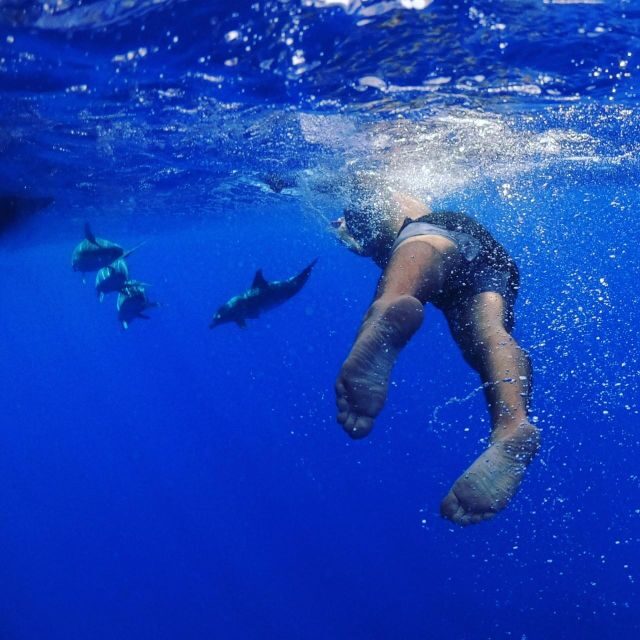 From Funchal: Whale and Dolphin Watching - What Makes This Tour Stand Out