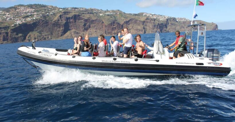 From Funchal: Whales and Dolphin Adventure Tour - Key Points
