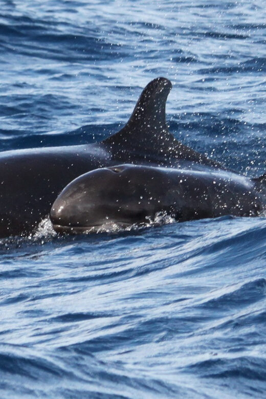 From Funchal: Whales and Dolphin Adventure Tour - The Experience in Detail