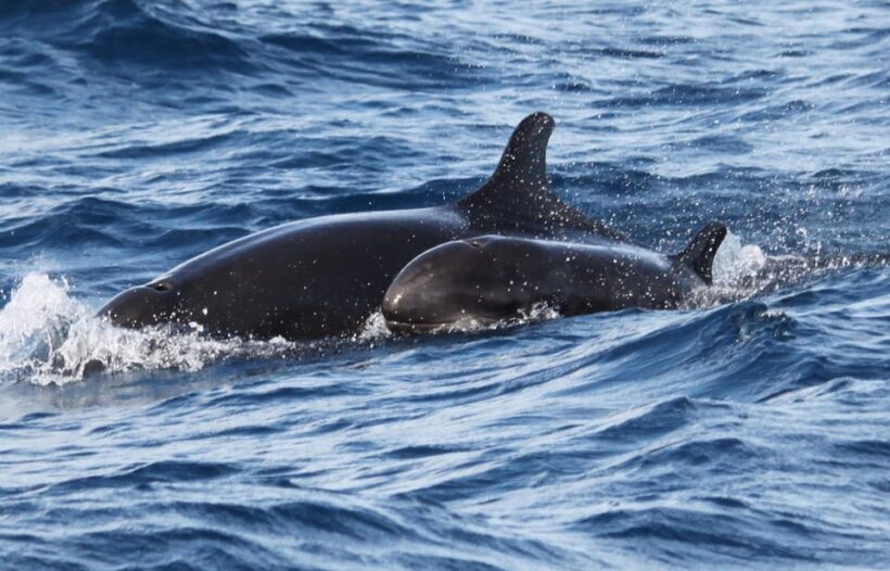 From Funchal: Whales and Dolphin Adventure Tour - Who Should Consider This Tour?