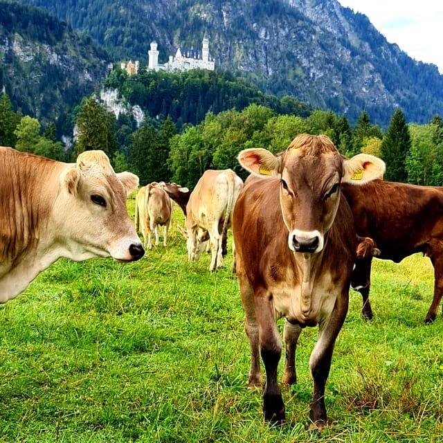 From Füssen: Neuschwanstein & Linderhof Castles Private Tour - Final Thoughts