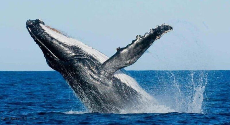 From Galle: All Inclusive Whales & Dolphin Watching Tour - Who Is This Tour Best For?