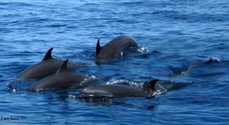 From Galle: All Inclusive Whales & Dolphin Watching Tour - Why You Should Consider This Tour