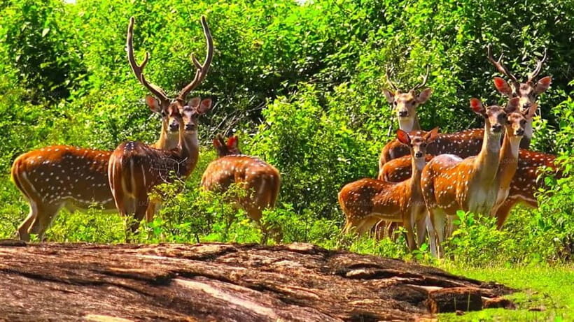 From Galle/Hikkaduwa/Bentota: Udawalawe Safari Tour. - Starting Point and Transportation