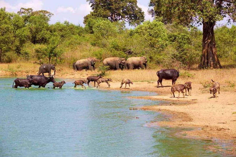 From Galle/Hikkaduwa/Bentota: Udawalawe Safari Tour. - Wildlife Highlights and Expectation