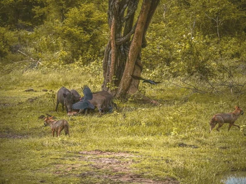 From Galle/Hikkaduwa/Bentota: Udawalawe Safari Tour. - Meals and Inclusions