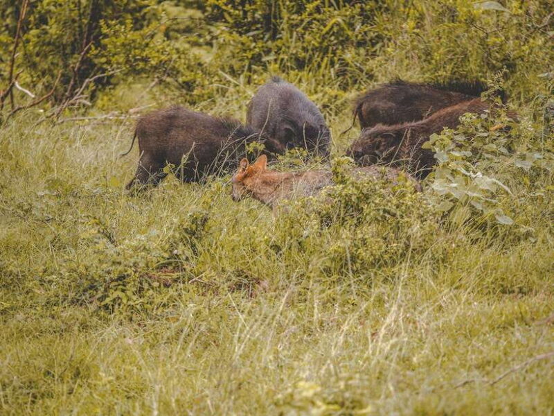 From Galle/Hikkaduwa/Bentota: Udawalawe Safari Tour. - The Value of the Tour: How It Stacks Up