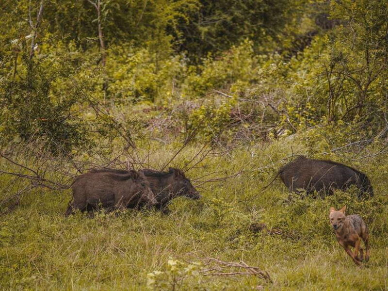 From Galle/Hikkaduwa/Bentota: Udawalawe Safari Tour. - FAQs