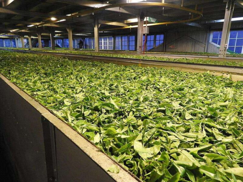 From Galle/Hikkaduwa/Mirissa: Day Trip to Experience Ella - The Experience Through Reviewers’ Eyes