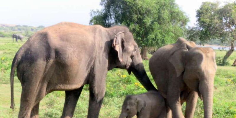 From Galle/Hikkaduwa/Mirissa Trip to Udawalawe Safari Tour - Key Points