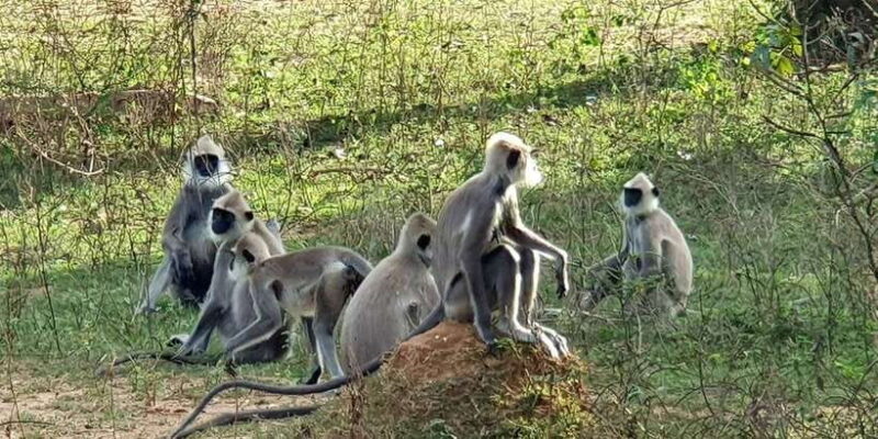 From Galle/Hikkaduwa/Mirissa Trip to Udawalawe Safari Tour - Why Travelers Love This Tour