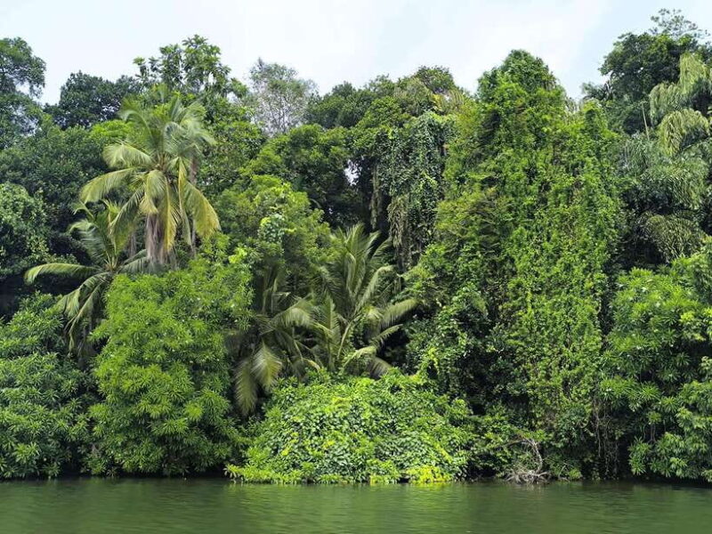 From Galle: Madu River Safari & Turtle Hatchery Visit - The Sum Up