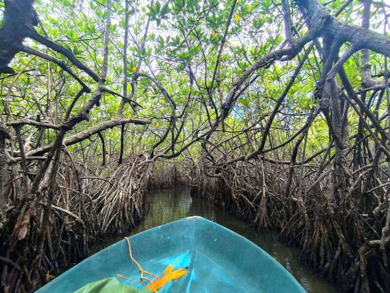 From Galle: Madu River Safari, Turtles & Galle Fort - Practical Tips for Travelers