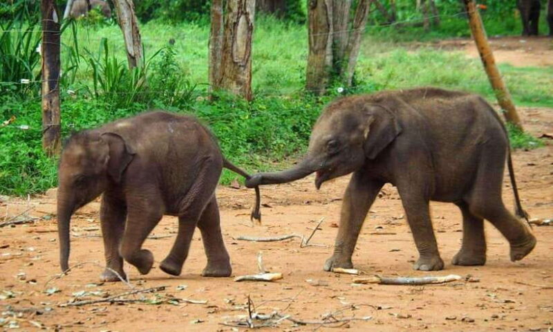 From Galle/Mirissa/Hikkaduwa: Kandy Day Tour with Pickup - Final Thoughts—Who Should Consider This Tour?