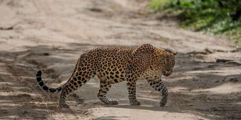 From Galle/Mirissa/Hikkaduwa- Udawalawe National Park Safari - The Itinerary — A Day Full of Wildlife Encounters