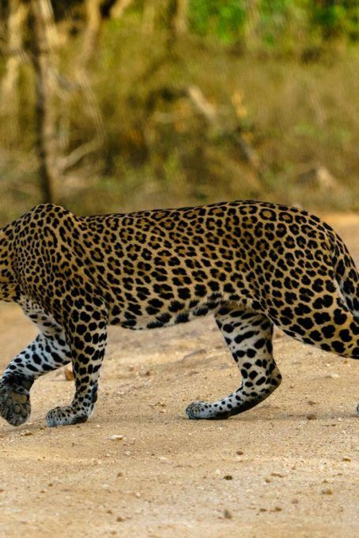 From Galle/Mirissa/Hikkaduwa - Yala Full Day Safari Tour - The Value: Price, What’s Included, and What’s Not