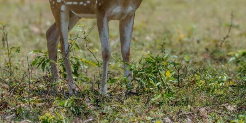 From Galle/Mirissa/Hikkaduwa - Yala Full Day Safari Tour - Who This Tour Is Best For